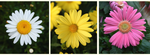 April Birth Flower: Meaning and Symbolism and history